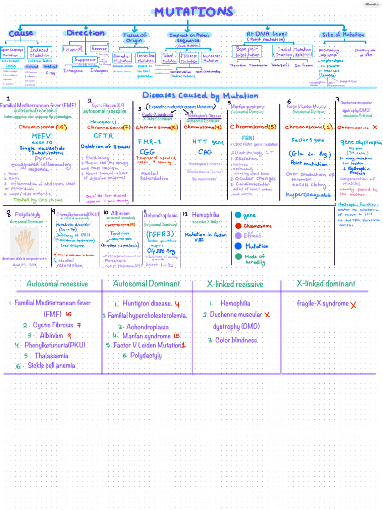 Summary of Mutations | PDF | Dominance (Genetics) | Genetics