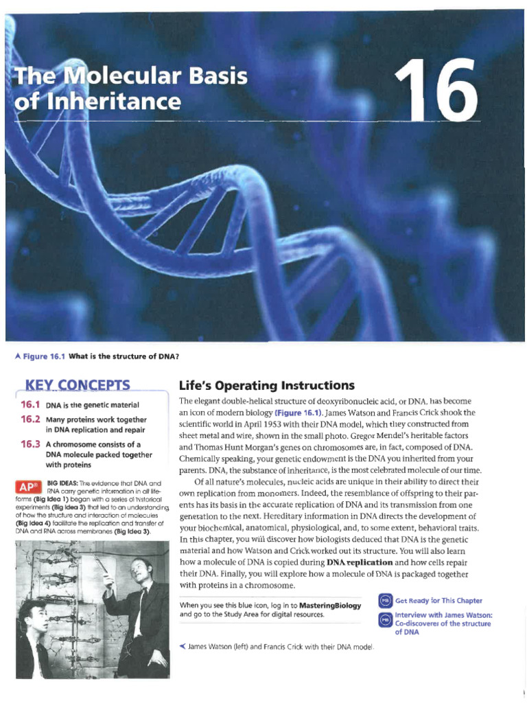 Chapter 16 The Molecular Basis of Inheritance | PDF