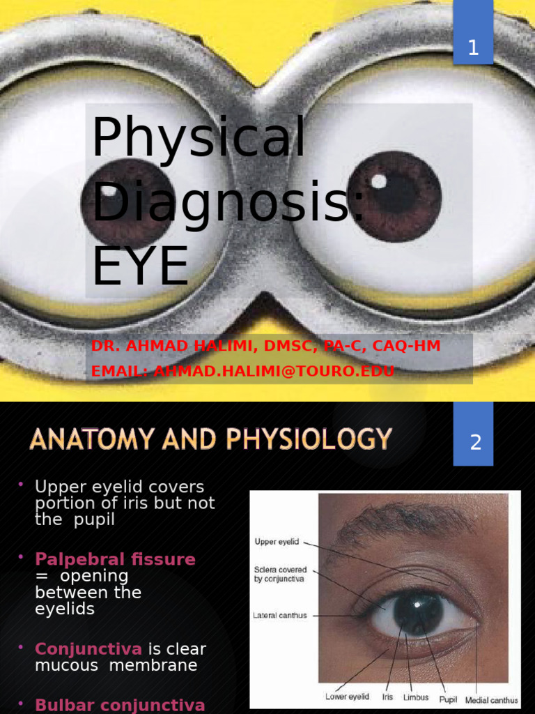 5 - AH Eye PD Lec 2024 | PDF | Human Eye | Retina