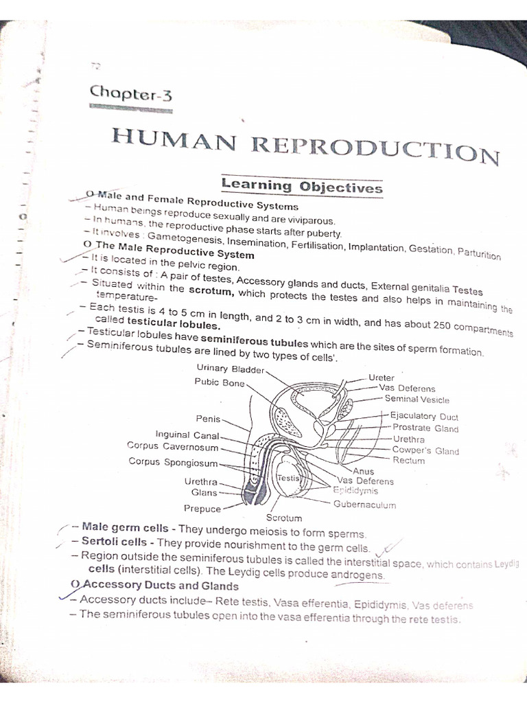 Human Reproduction | PDF