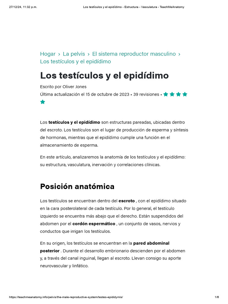 Los Testículos y El Epidídimo - Estructura - Vasculatura ...
