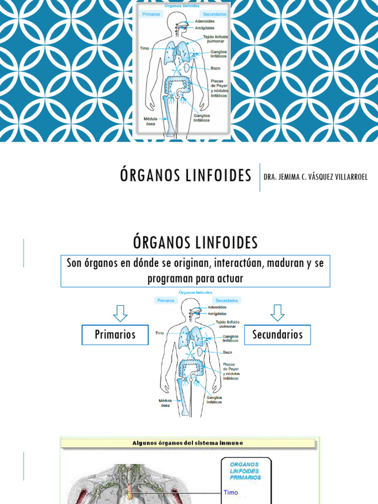 Funciones y Estructura de Órganos Linfoides | PDF | Ganglio linfático ...