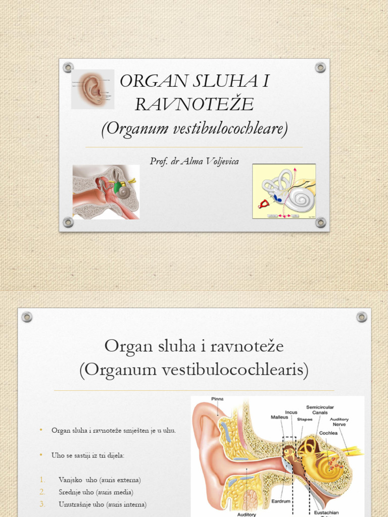 Organ Sluha I Ravnoteže (Organum Vestibulocochleare) : Prof. DR Alma ...