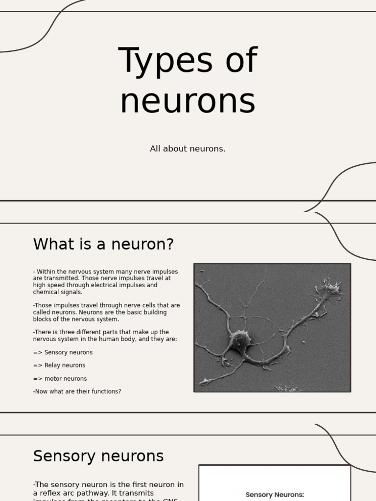 synapses | PDF | Chemical Synapse | Neuron