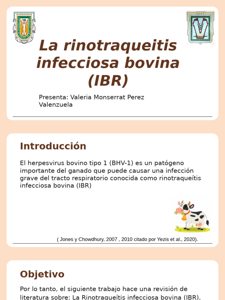 Rinotraqueitis Infecciosa Bovina (IBR) Presentacion | PDF | Infección | Vacas