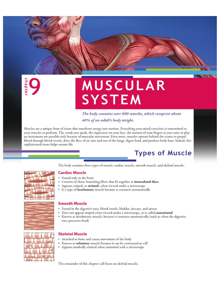 Skeletal Muscle Structure and Function, Muscle Contraction and Relaxation, Muscle Modelling ...