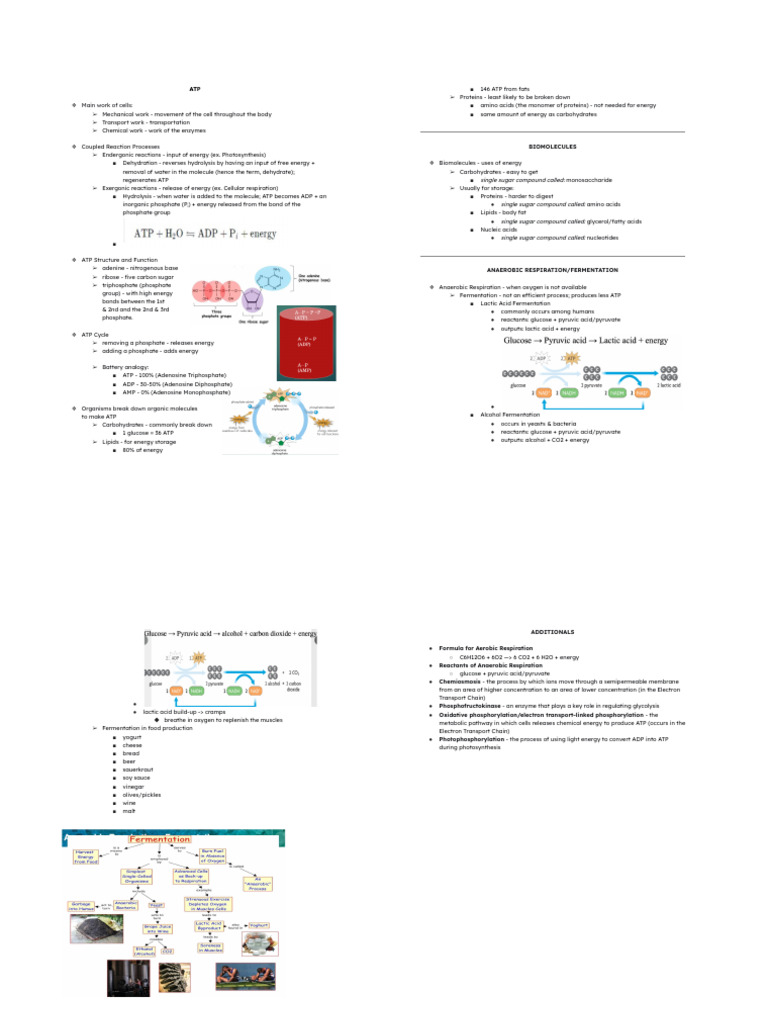 1GenBioQ2_Reviewer.pdf | PDF | Adenosine Triphosphate | Cellular Respiration