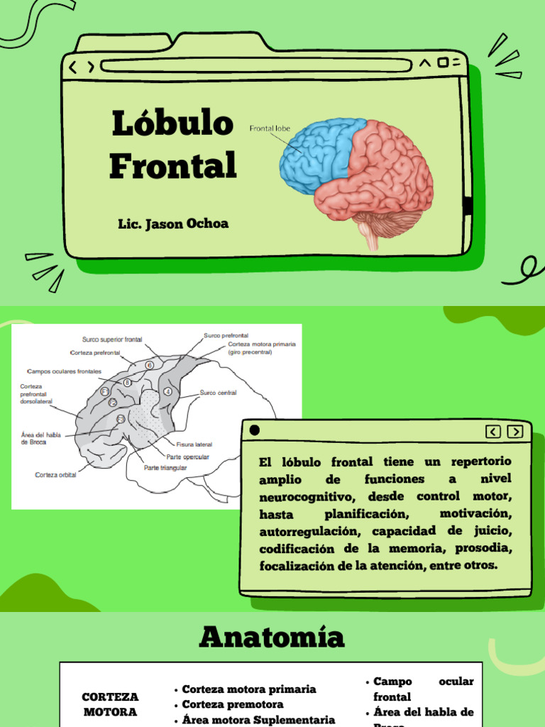 Lóbulo Frontal | PDF | Lóbulo frontal | Lóbulo temporal
