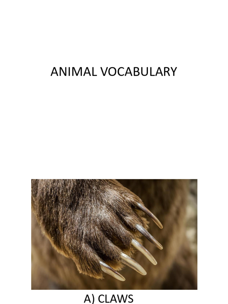 Animal Vocabulary | PDF