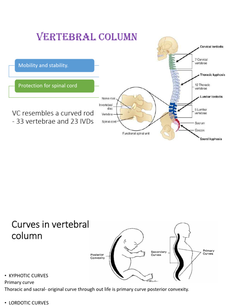 Anatomy and Function of the Vertebral Column | PDF | Vertebra | Vertebral Column