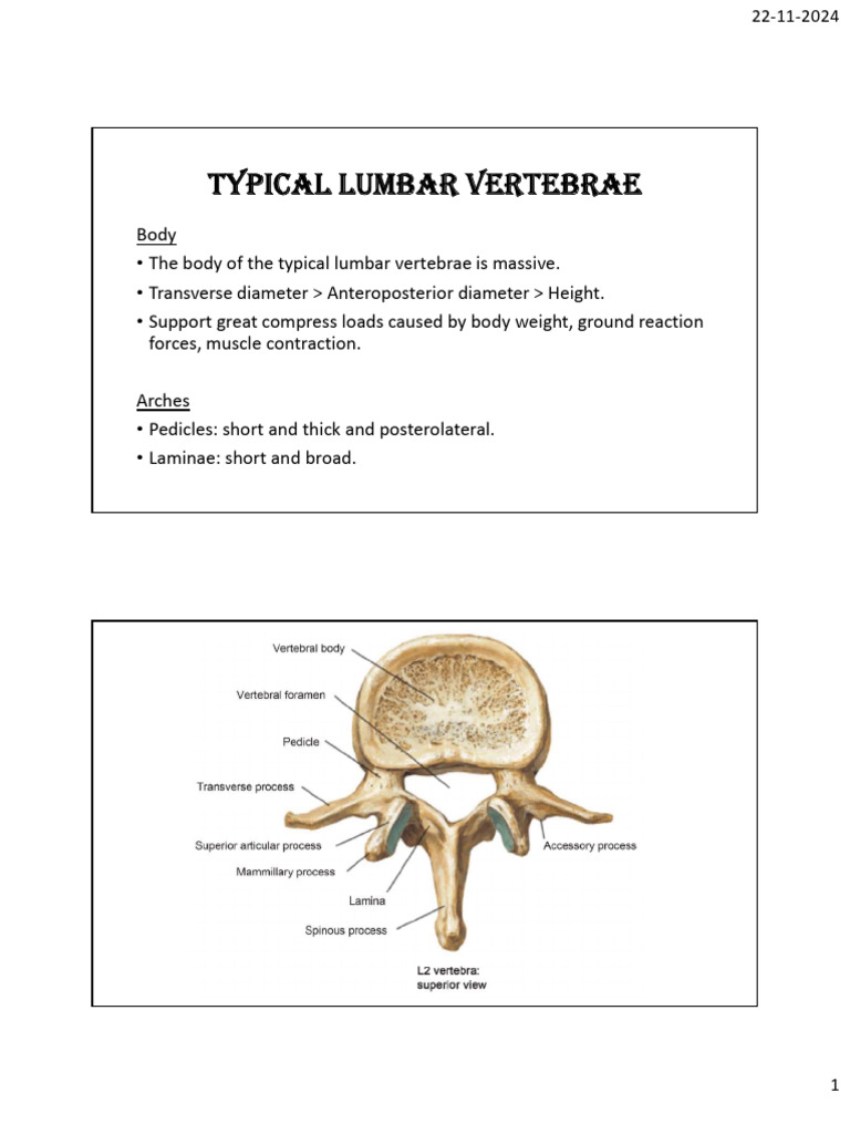 Anatomy of Lumbar Vertebrae | PDF | Vertebra | Vertebral Column
