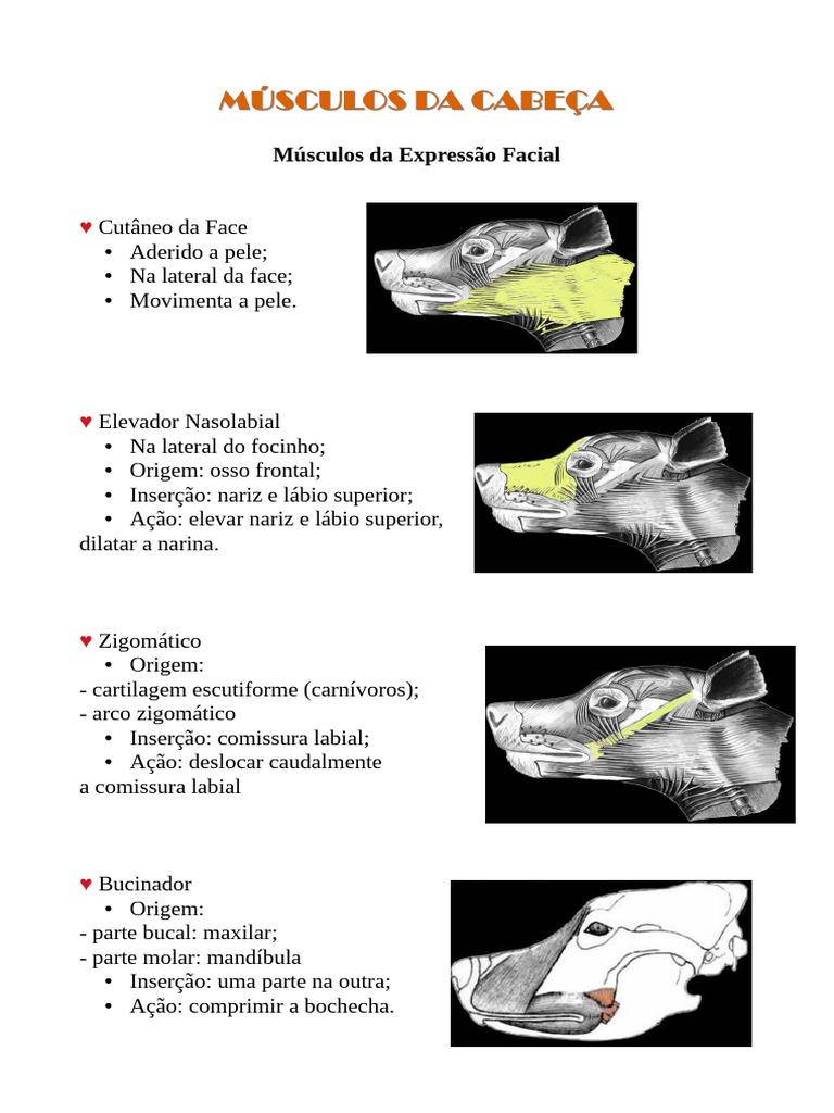 Resumo Musculos Da Cabeça e Do Pescoço | PDF | Rosto | Anatomia humana