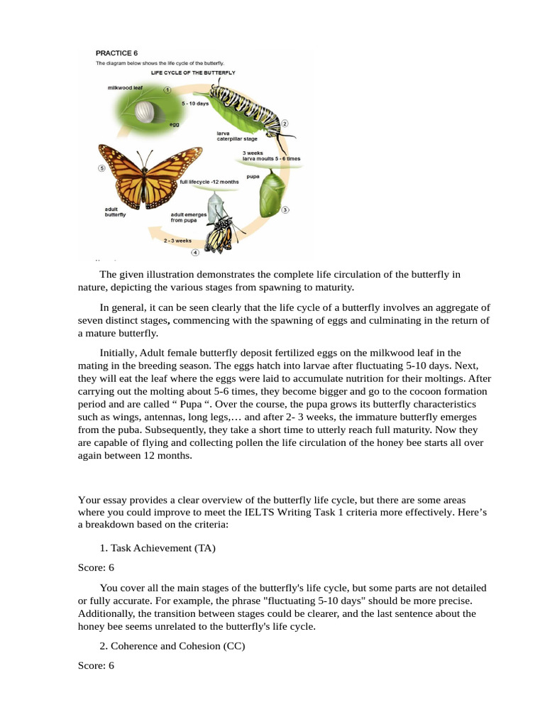 Butterfly | PDF | Butterfly | Pupa