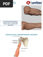 Anatomía del Brazo: Estructura y Función | PDF | Codo | Extremidades ...