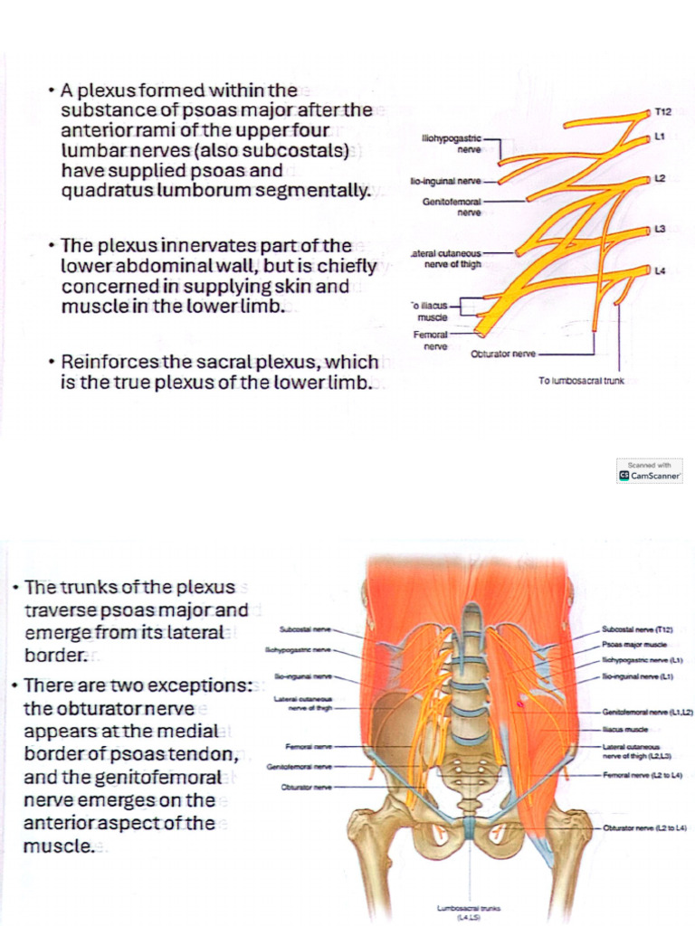The Lumbo-Sacral Plexus Lecture Note | PDF