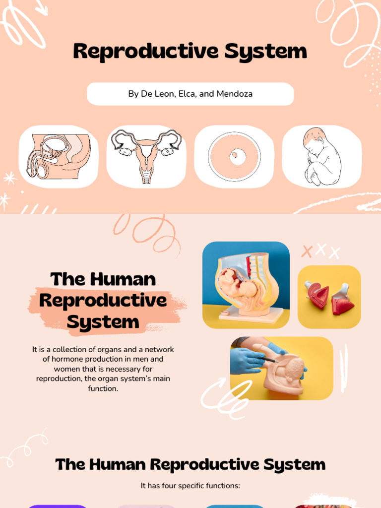 Reproductive System - Group9 | PDF | Ovary | Uterus