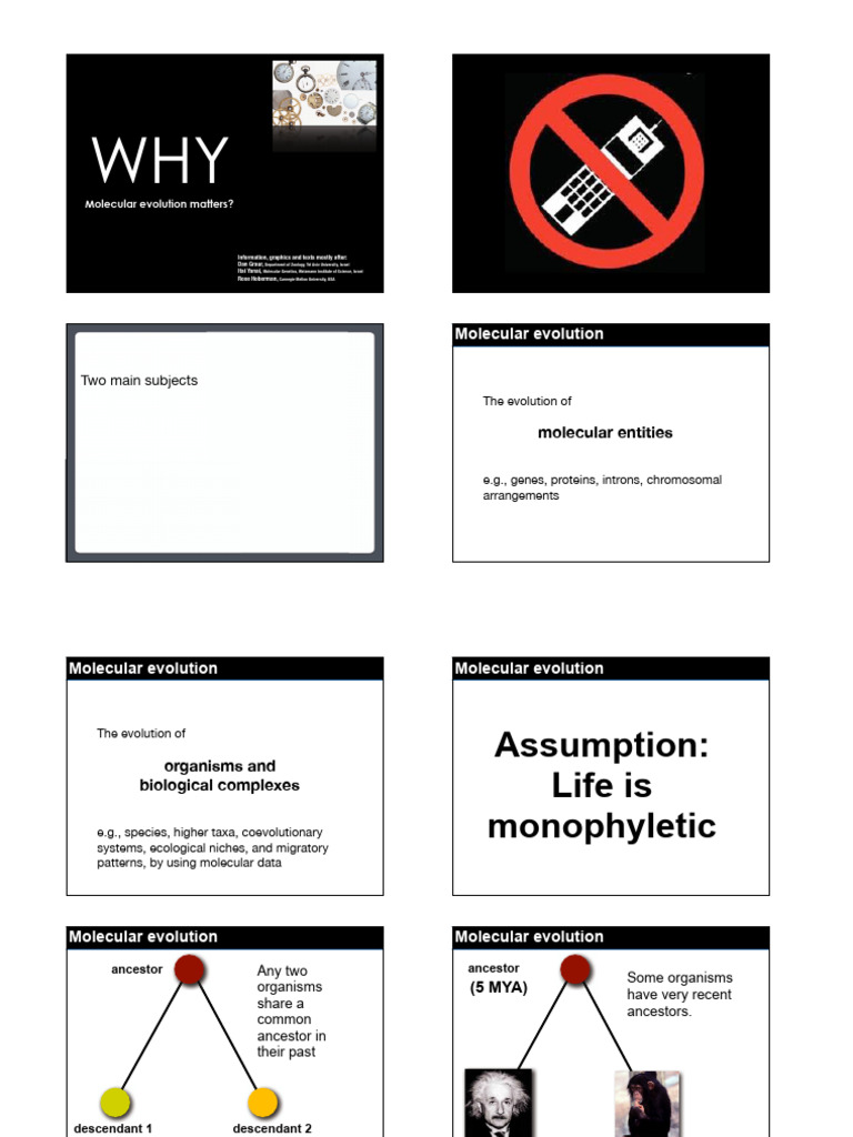 T11 - Molecular - Evolution Aula | PDF | Evolution | Biological Evolution