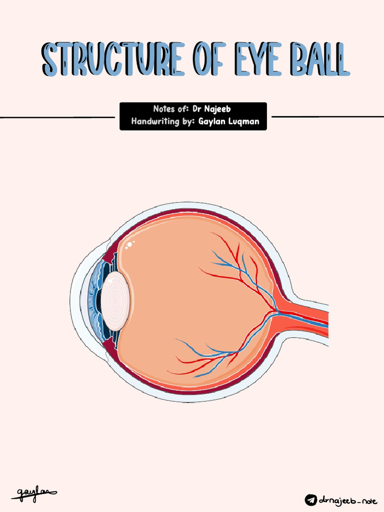 1- Structure of Eye Ball | PDF | Eye | Facial Features