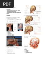 Forames Do Crânio | PDF | Neuroanatomia | Anatomia humana