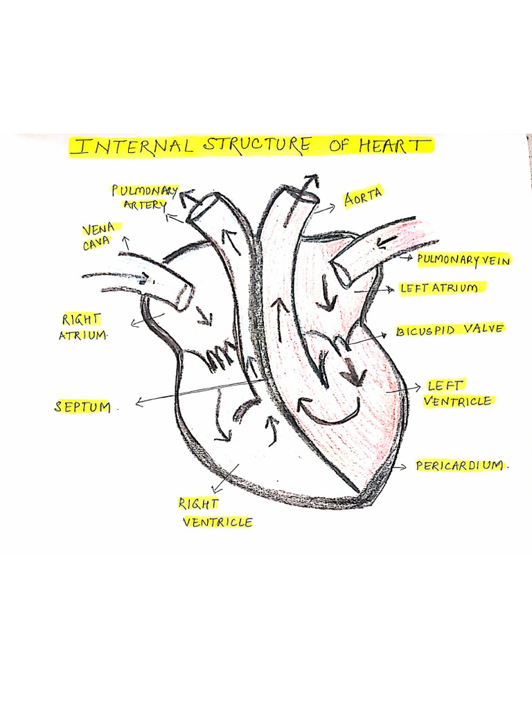1613391203366_notes_Human_heart__internal_structure | PDF