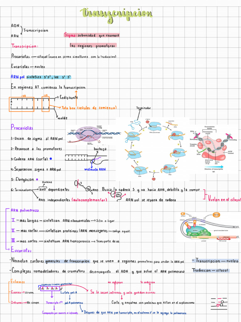 Transcripción (TP6) | PDF