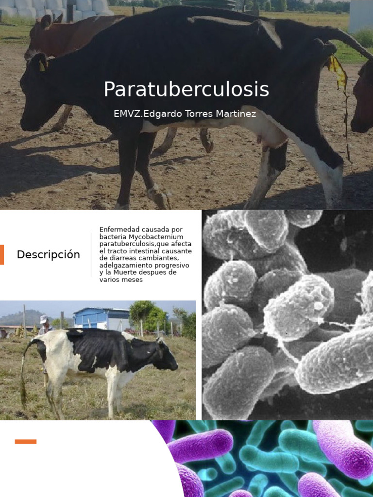 Paratuberculosis: Causas y Síntomas | PDF