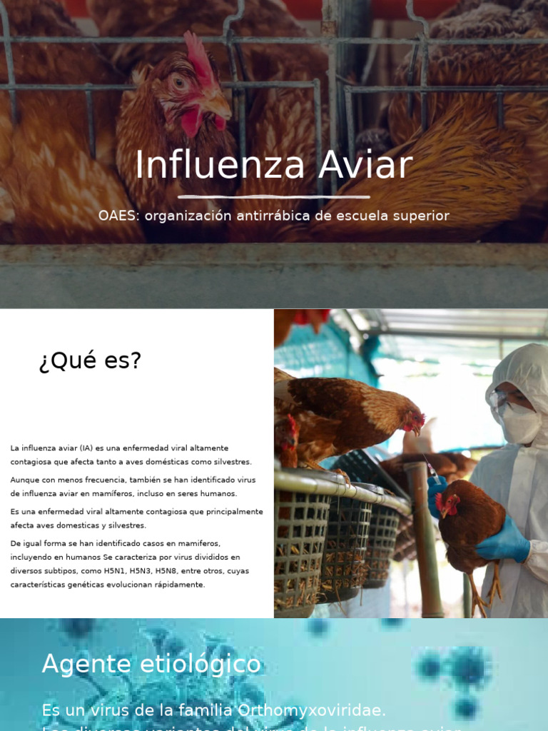 Influenza Aviar | PDF | Influenza aviar | Influenza