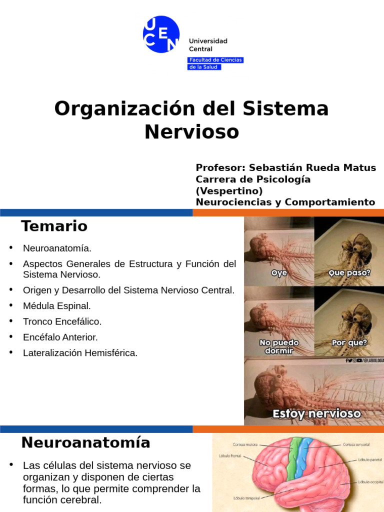 Clase 4 Neurociencias y Comportamiento | PDF | Sistema nervioso central | Cerebro