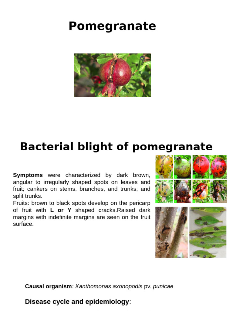 Bacterial Blight and Leaf Spots in Pomegranate | PDF