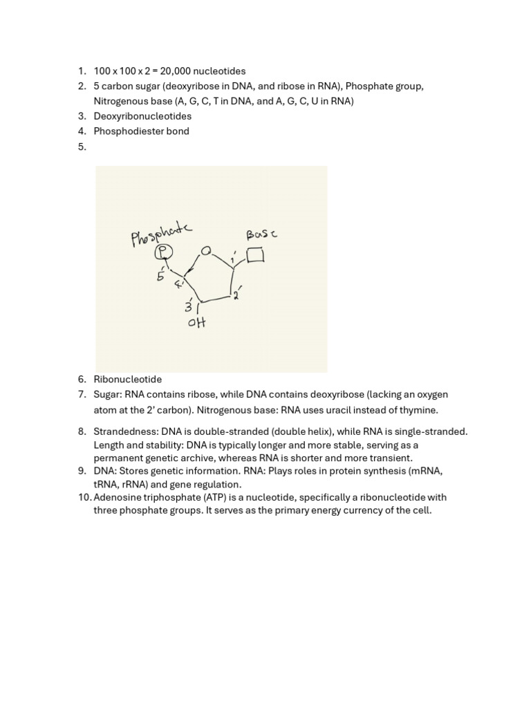 Nucleic Acid Worksheet | PDF