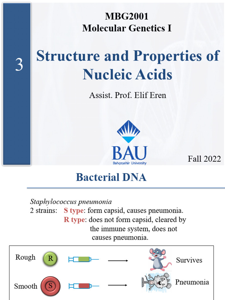Molecular Genetics-Course 3 | PDF | Nucleotides | Dna