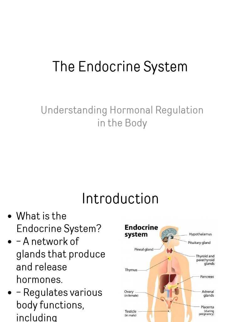 Endocrine System Presentation With Visuals-1.pptx 20241213 084047 0000 ...