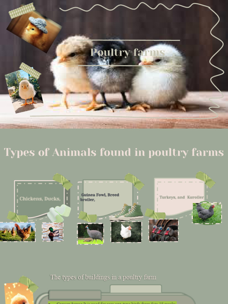Essential Guide to Poultry Farming | PDF