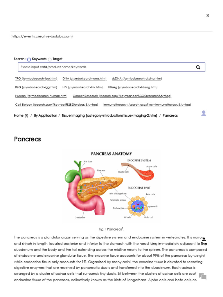 Pancreas Tissue Imaging Guide | PDF | Pancreas | Anatomy