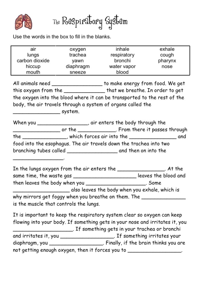 Respiratorysystem Cloze | PDF
