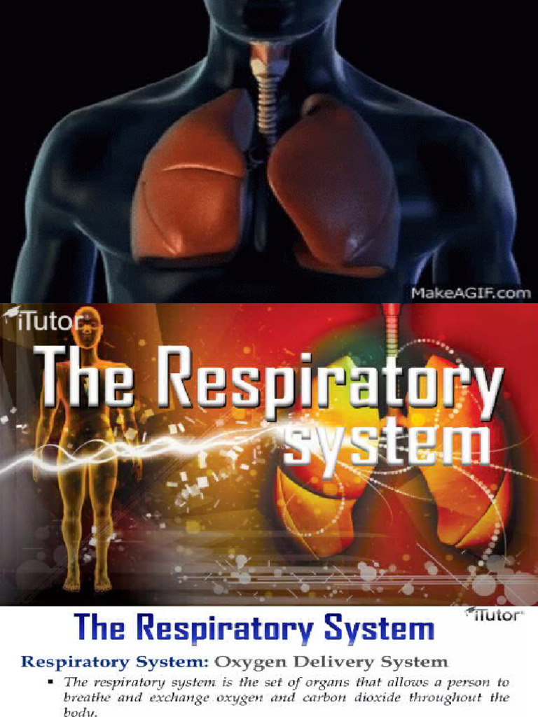 Respiratory System | PDF