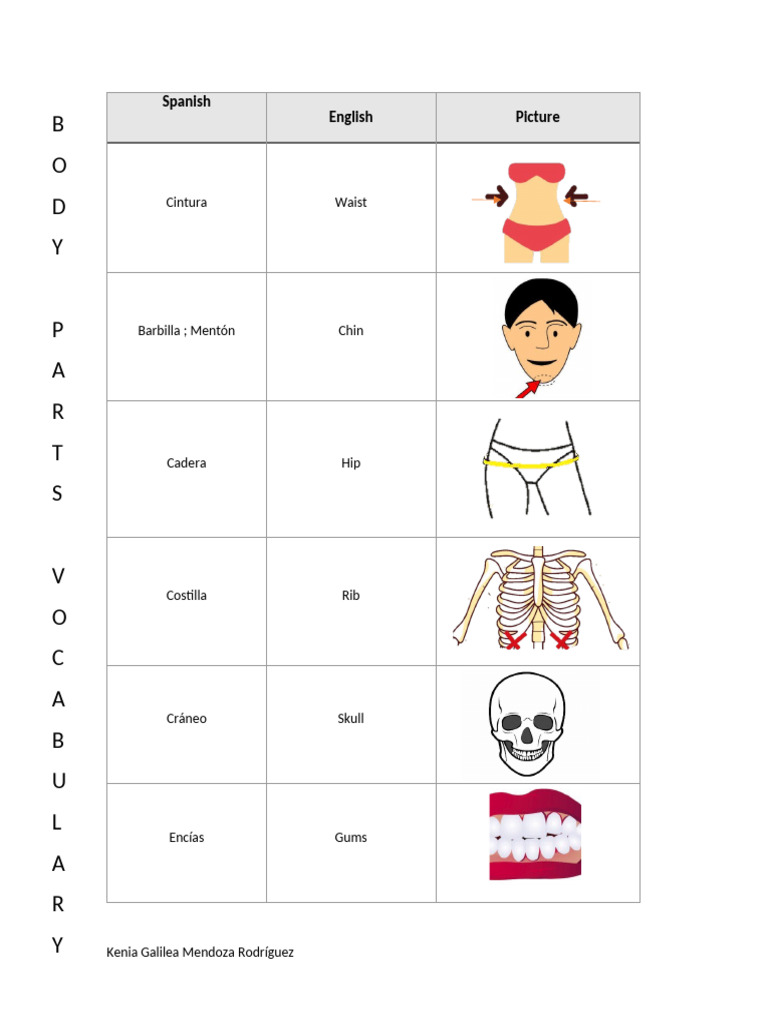 Vocabulario de partes del cuerpo | PDF