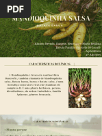Raízes Adventícias: Exemplos e Funções | PDF | Raiz | Morfologia vegetal