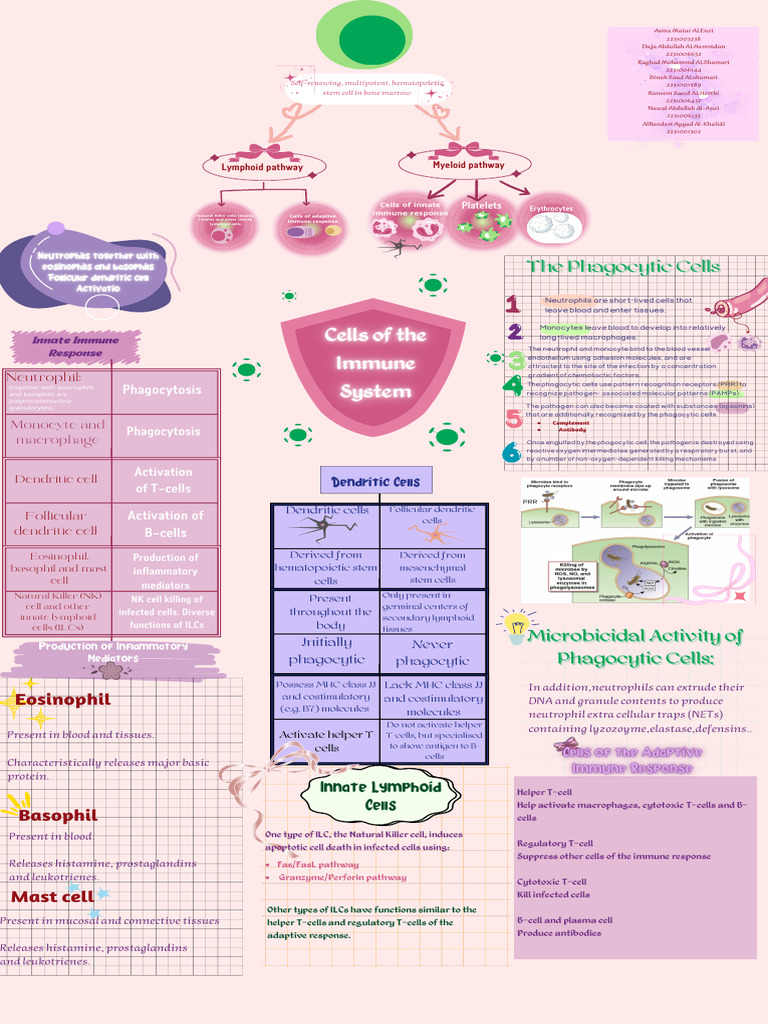 Phagocytic Cells and Immune Pathways | PDF | Innate Immune System | Phagocyte