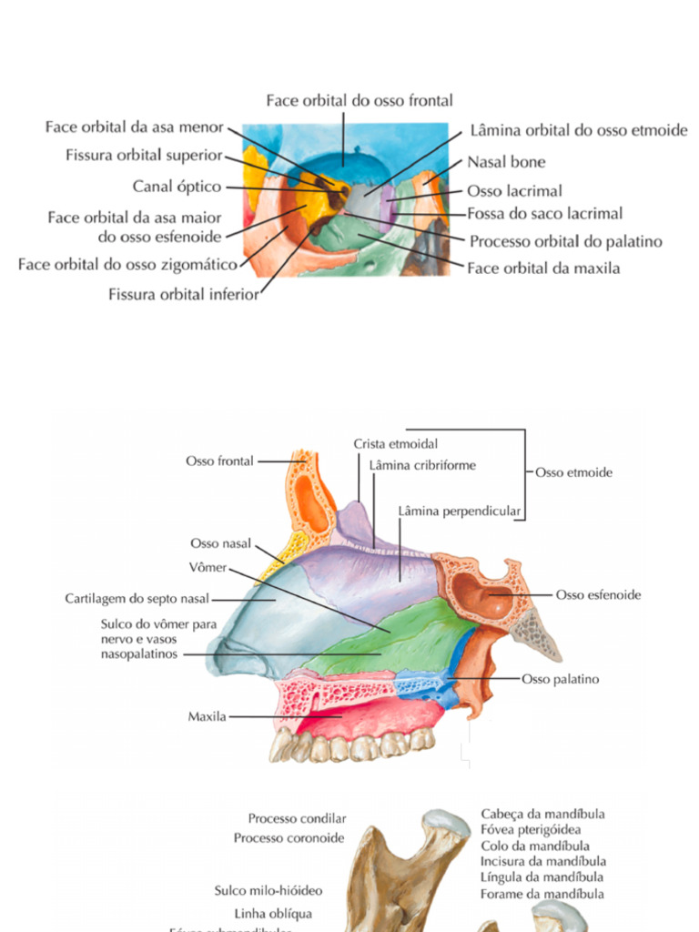Anatomia 2 | PDF