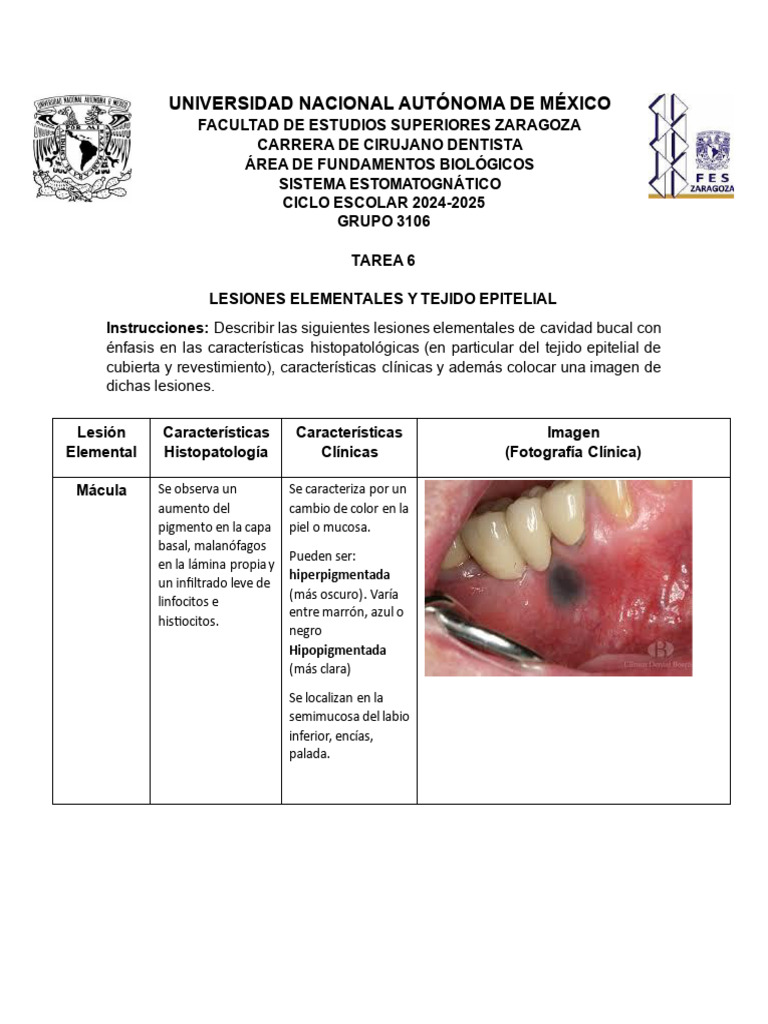 Alvarez Garcia Diana Lizeth Tarea6. | PDF | Epitelio | Inflamación