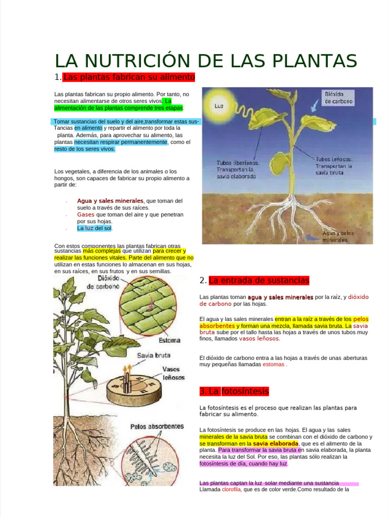 La fotosíntesis y nutrición vegetal | PDF | Plantas | Fotosíntesis