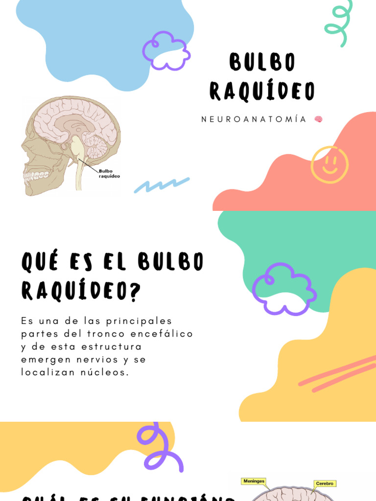 Funciones y Estructura del Bulbo Raquídeo | PDF