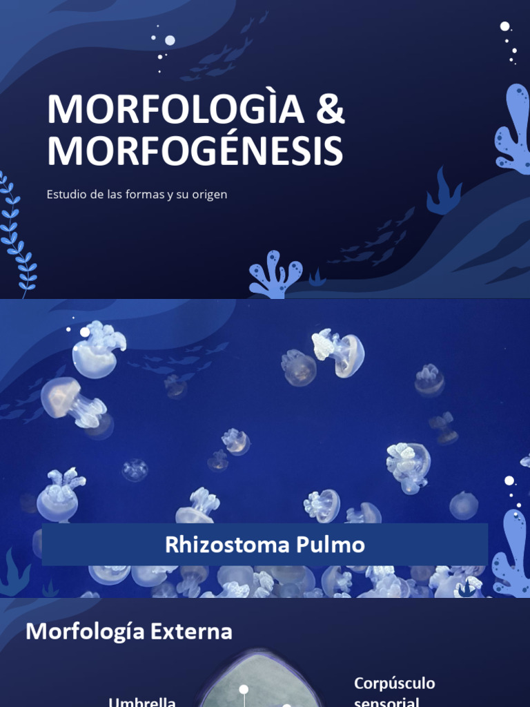 Morfología y Morfogénesis | PDF