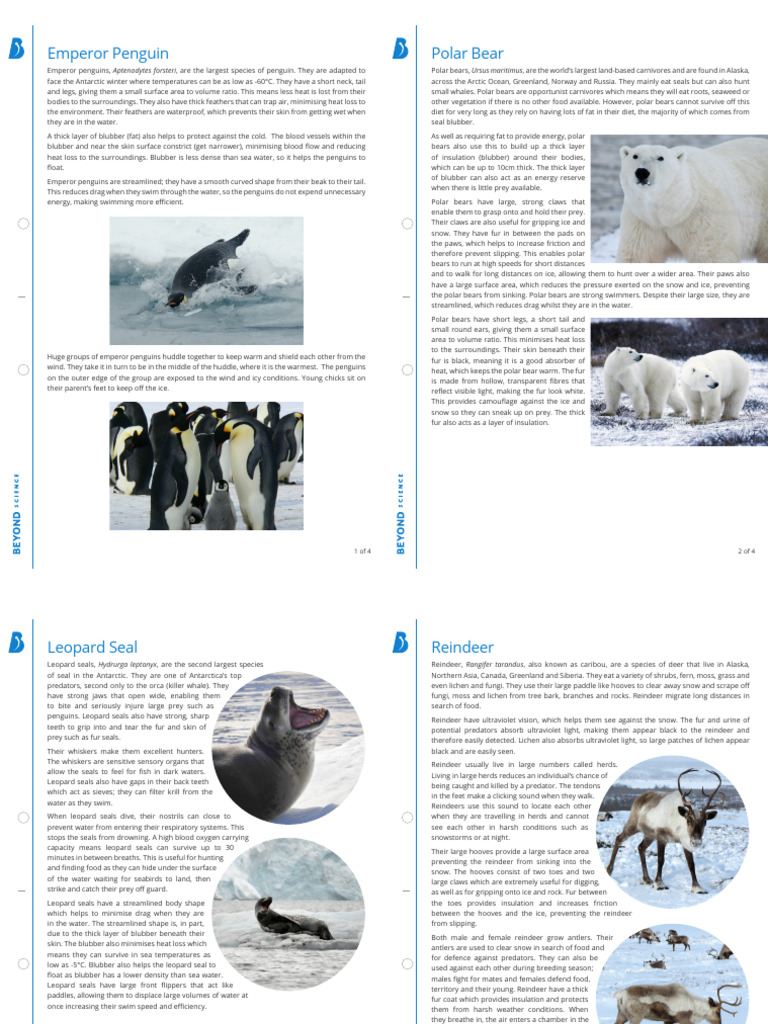 Polar Animal Reading Comprehension | PDF | Pinniped | Reindeer