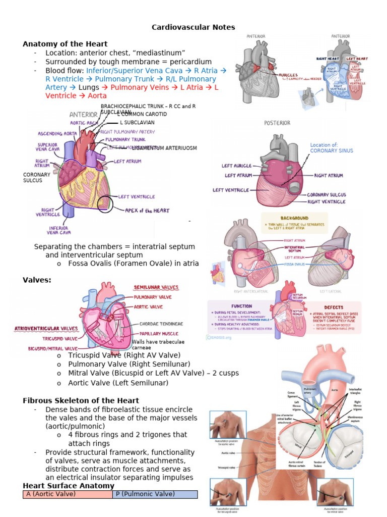 Cardiovascular Notes | PDF | Heart Valve | Heart