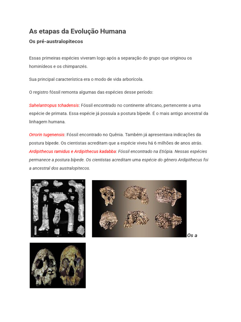 Etapas da Evolução Humana: Hominídeos | PDF | Homo | Neanderthal