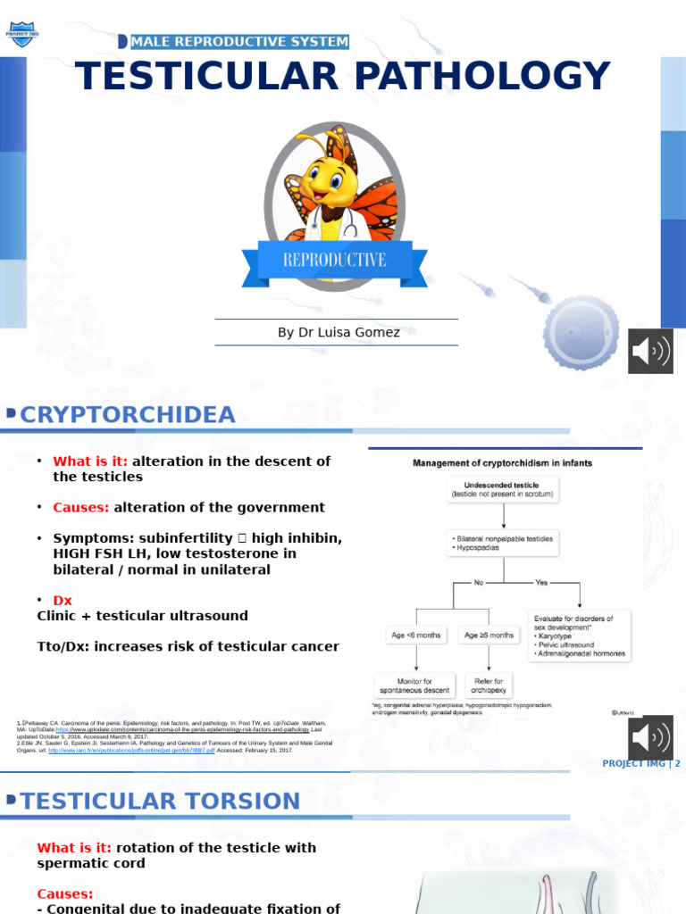 Testicular Pathology | PDF | Testicle | Medical Specialties