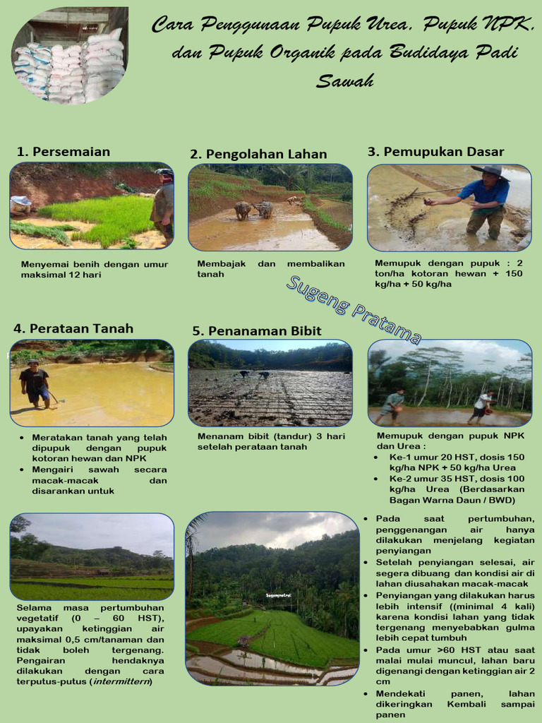 Panduan Pemakaian Pupuk Urea untuk Padi | PDF