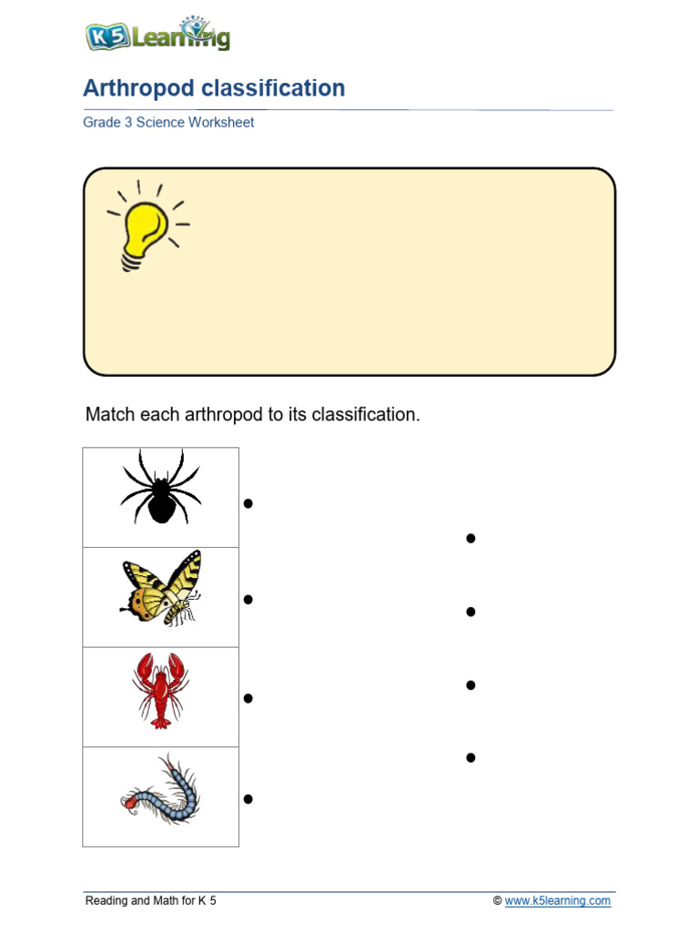 Grade 3 Animal Classification D | PDF